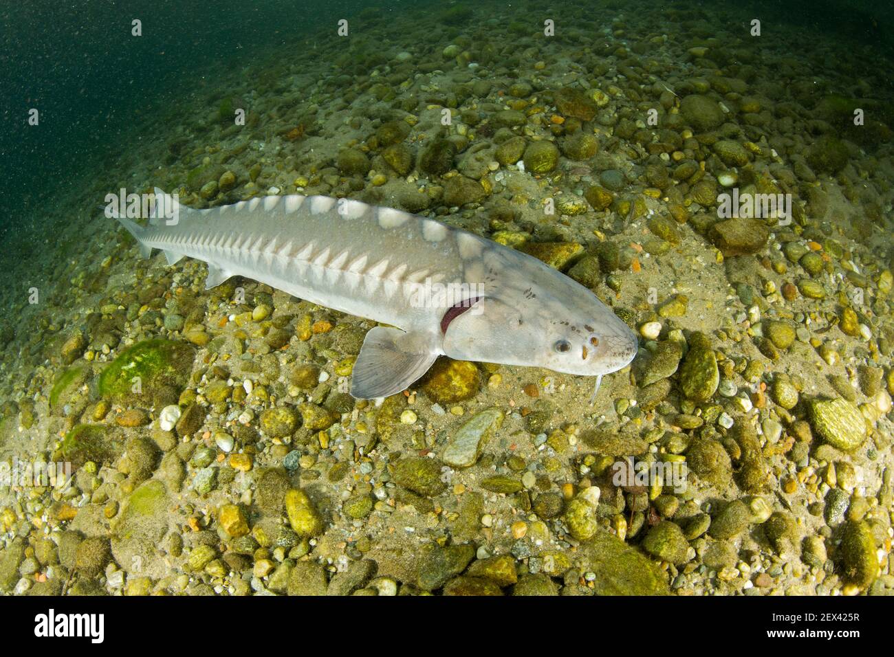 Adriatic sturgeon (Acipenser naccarii) IUNC Red List more critically ...
