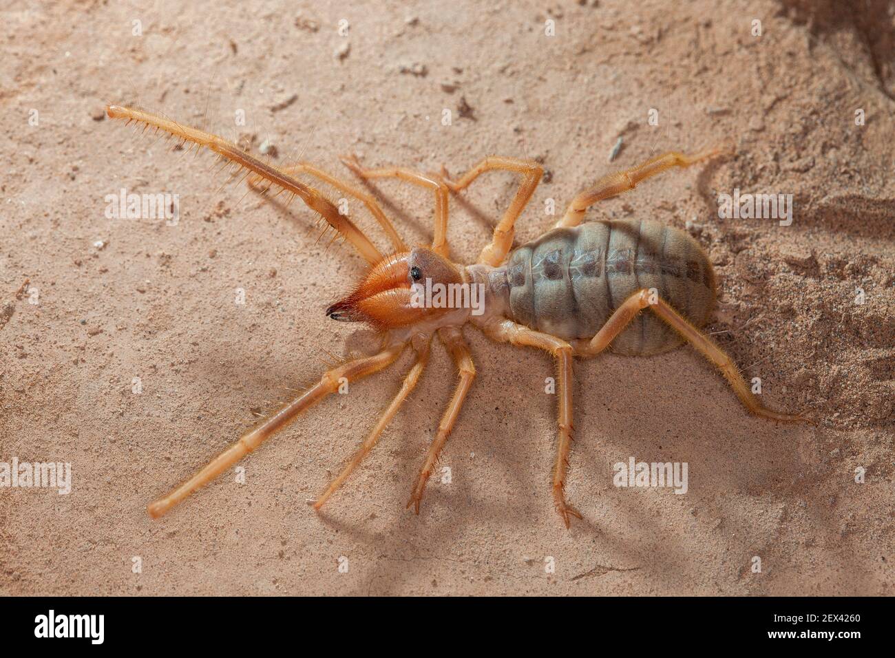 Windscorpions solifugae hi-res stock photography and images - Alamy