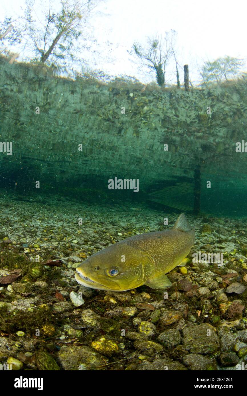 Salmonidae hi-res stock photography and images - Alamy