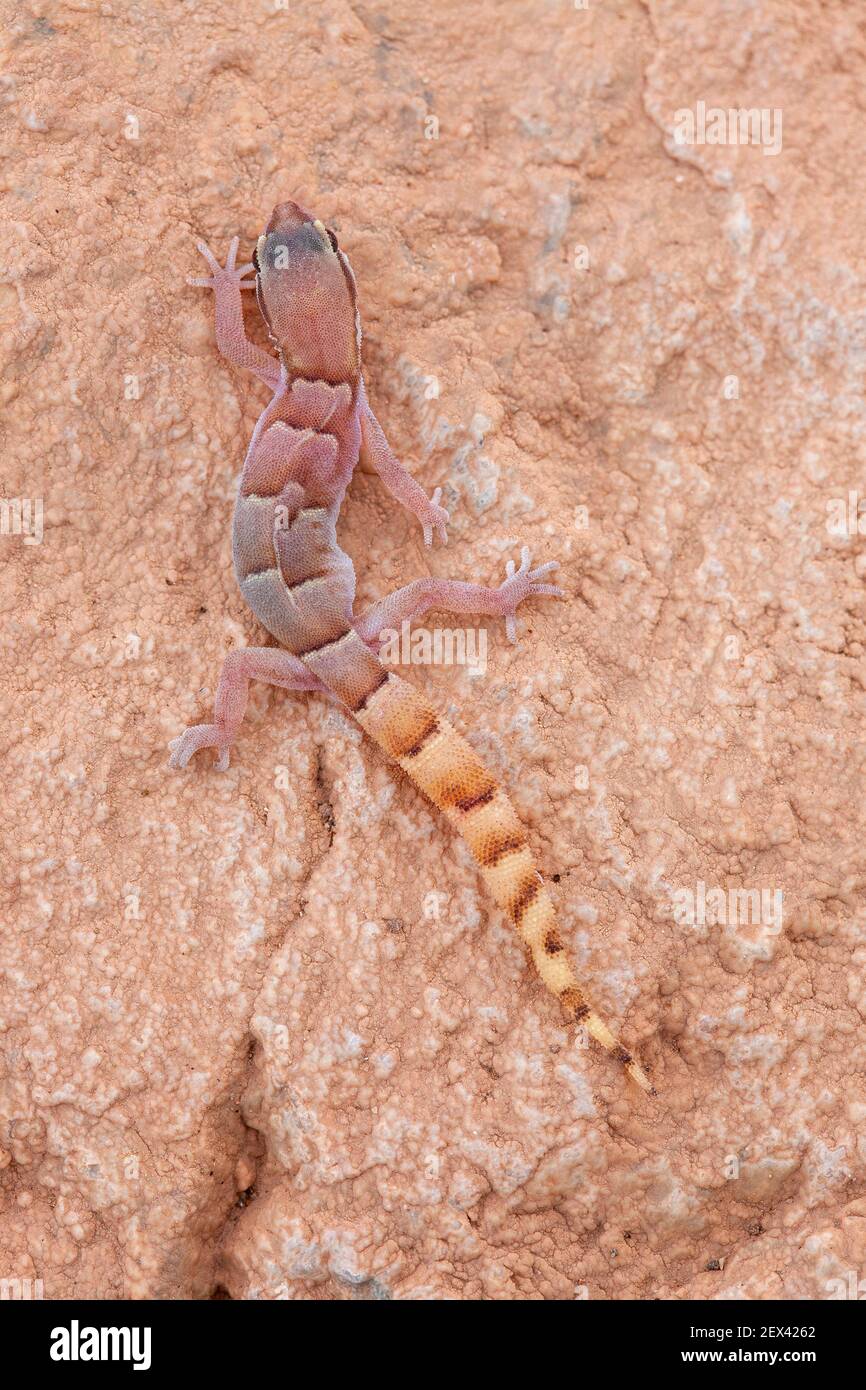 Latifi's Dwarf Gecko (Microgecko latifi) on rock, Iran Stock Photo - Alamy