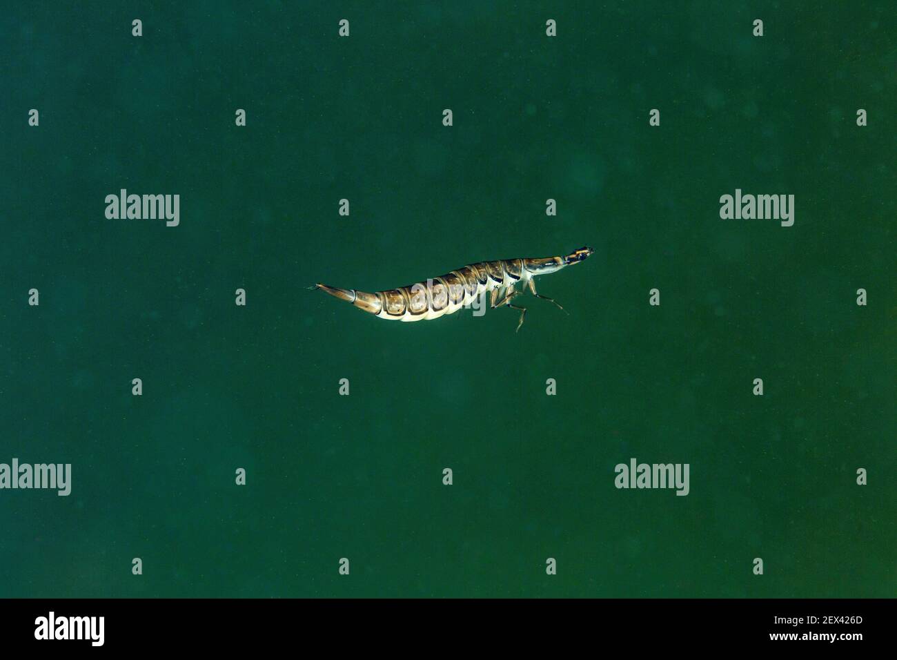 Lesser diving beetle (Acilius sulcatus ) larvae. Lago Nero, mountain ...