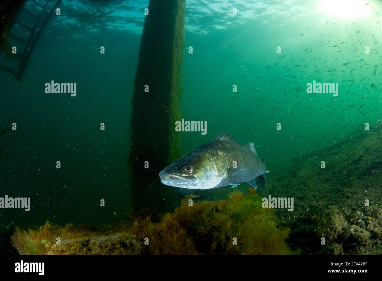 Zander lucioperca hi-res stock photography and images - Alamy