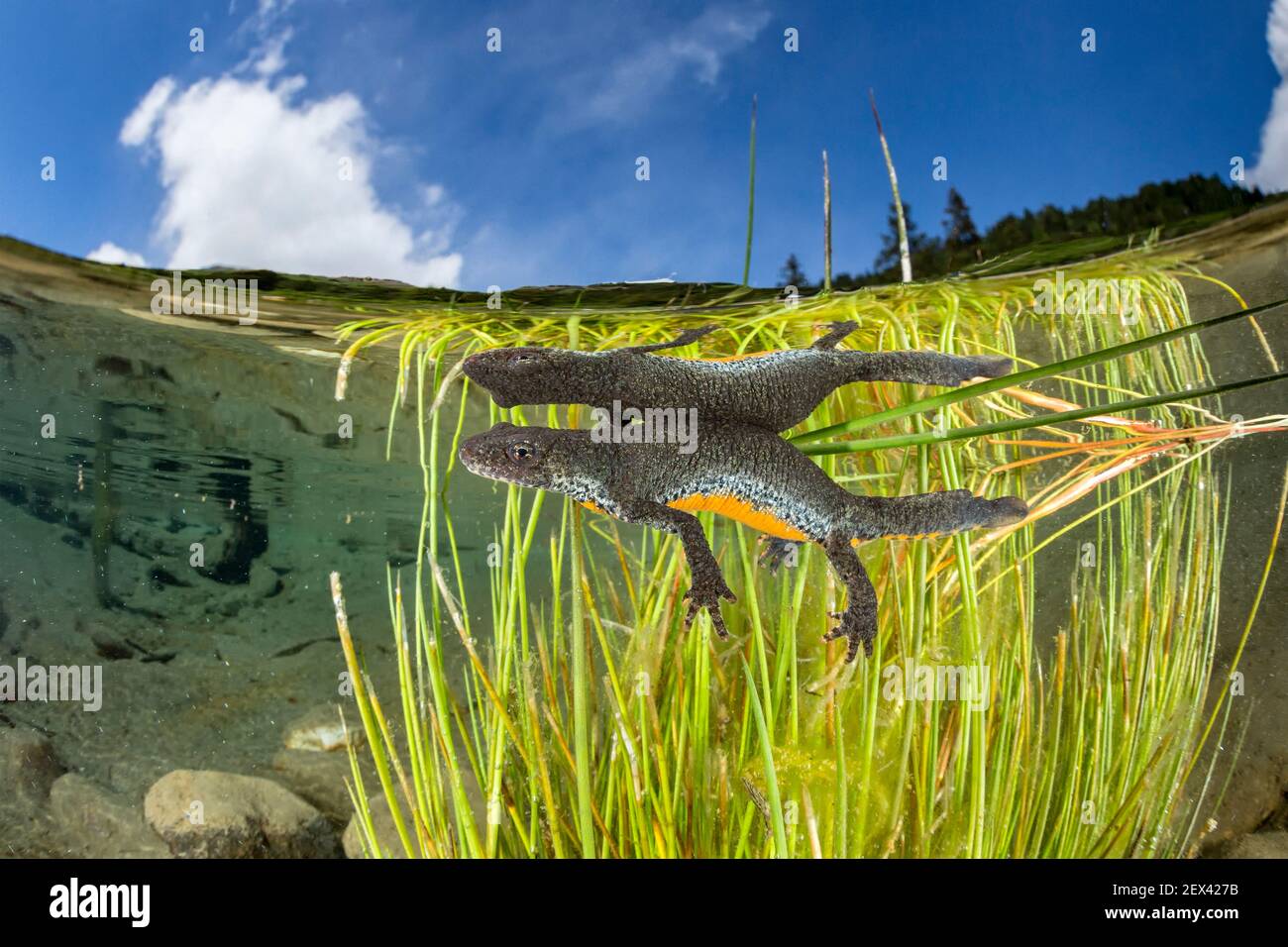 Wild Alpine Newt female (Ichthyosaura alpestris), formerly (Triturus ...