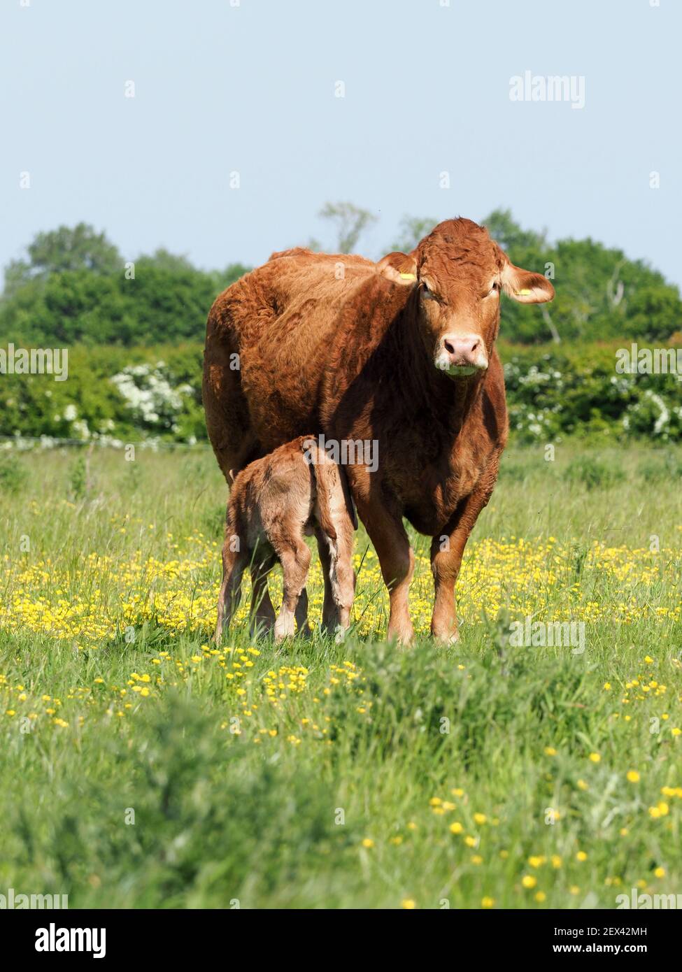A rare breed cow and calf rest in a summer paddock Stock Photo - Alamy