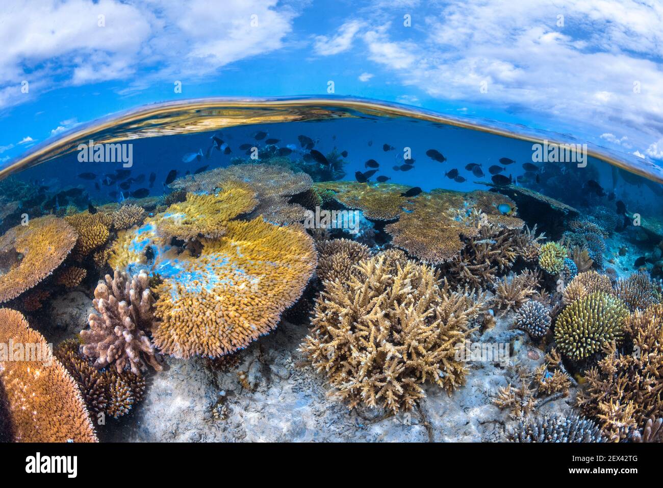 Corals on a reef in the S-shaped channel during a high low tide ...
