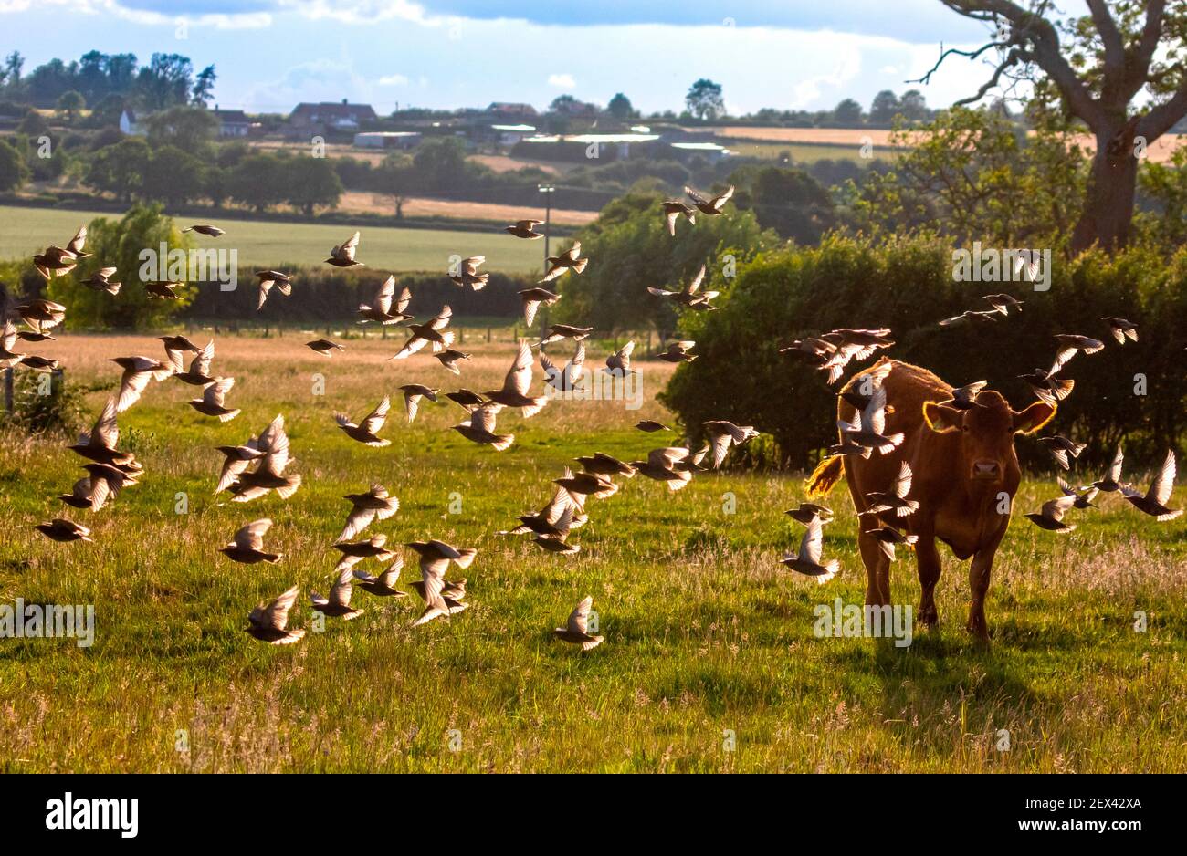 Single starling flight hi-res stock photography and images - Alamy