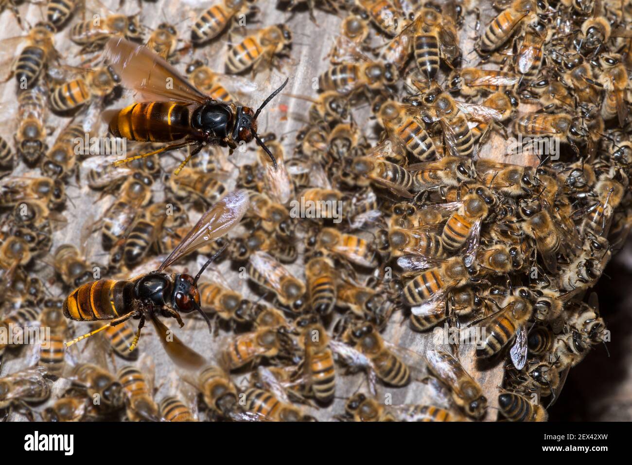 Asian hornets (Vespa velutina) flying over a swarm of honey bees (Apis ...
