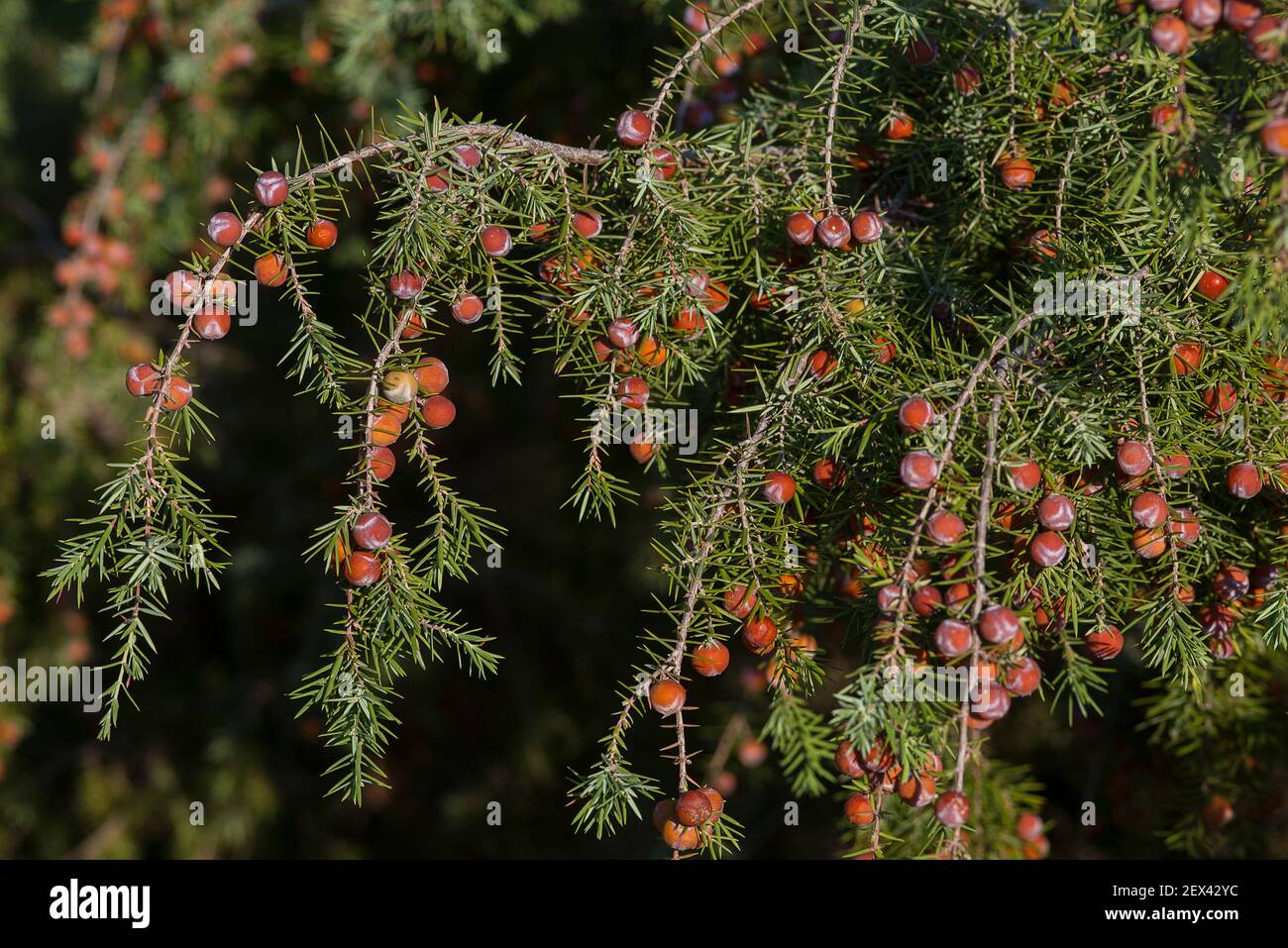 Prickly Juniper berries (Juniperus oxycedrus), Mont Ventoux, Provence ...