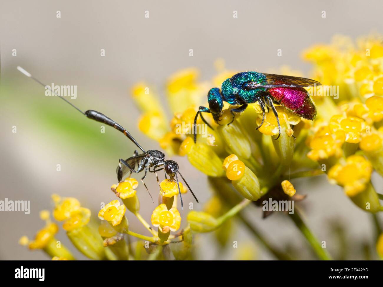 Common ruby-tailed wasp (Chrysis ignita) and Common ruby-tailed wasp ...
