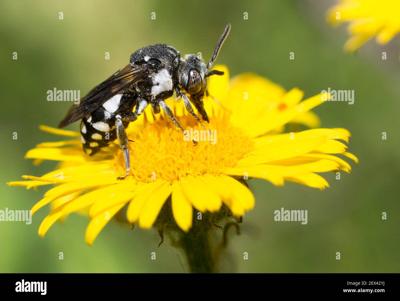 Cuckoo bee (Epeolus fallax) on Rough pigweed elecampagne (Inula hirta ...