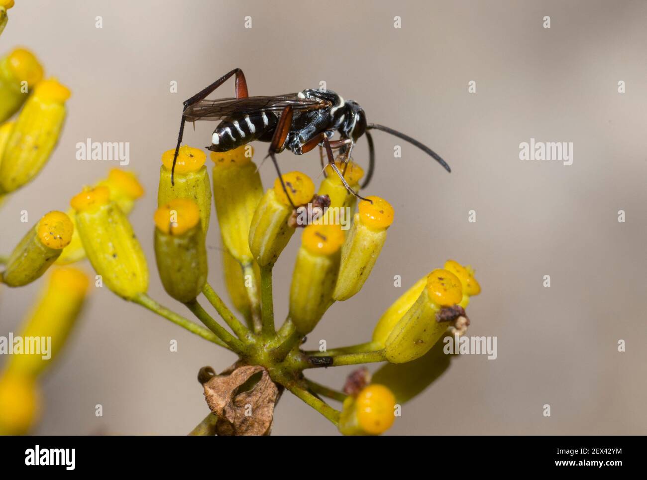 Spider wasp (Ceropales albicincta) on Shrubby Hare's Ear (Bupleurum ...
