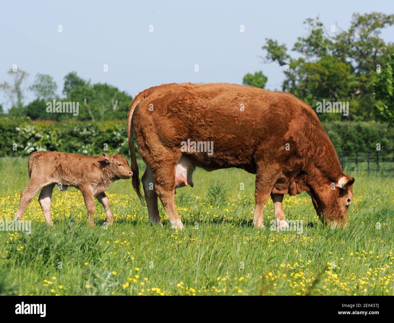 A rare breed cow and calf rest in a summer paddock Stock Photo - Alamy