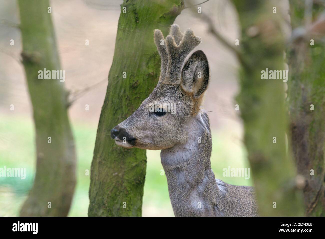 Western roe deer in springtime, Capreolus capreolus, Germany, Europe ...