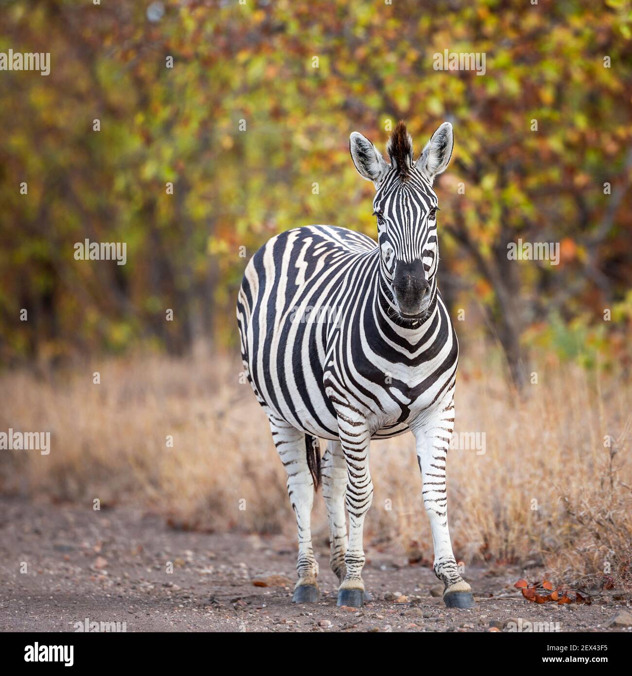 Plains zebra (Equus quagga burchellii) standing in fall color foliage ...