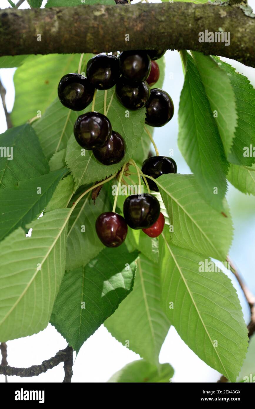 Cerise noire hi-res stock photography and images - Alamy