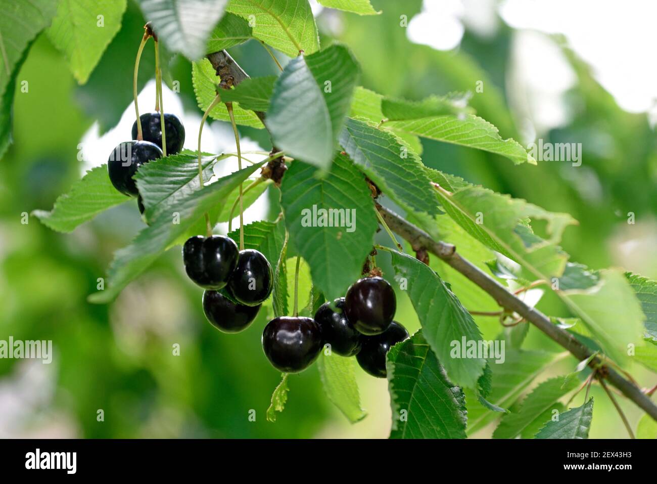 Prunus cerasus tree hi-res stock photography and images - Alamy