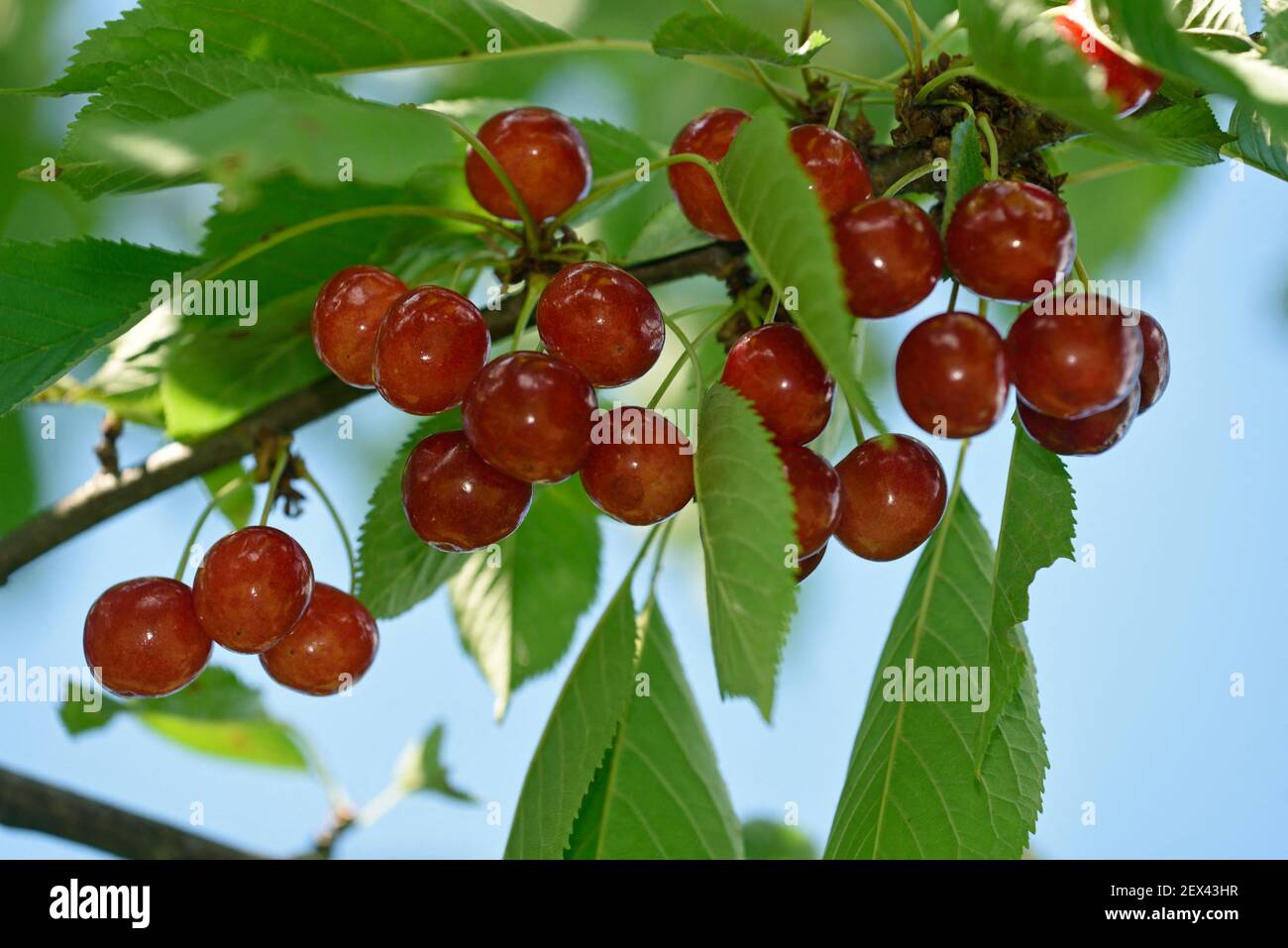 Prunus cerasus rosaceae hi-res stock photography and images - Alamy
