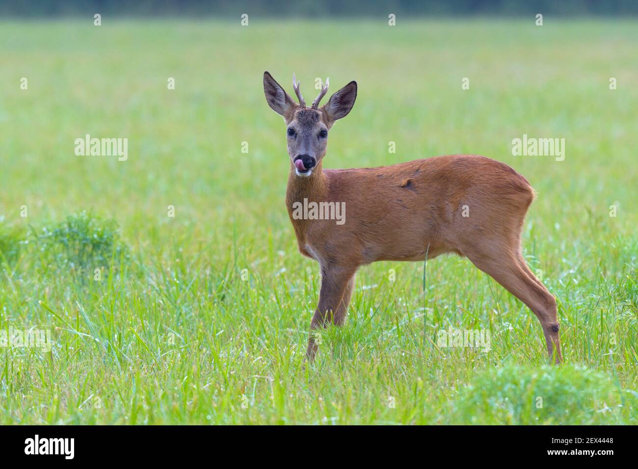 Western roe deer in summer, Capreolus capreolus, Roebuck, Germany ...