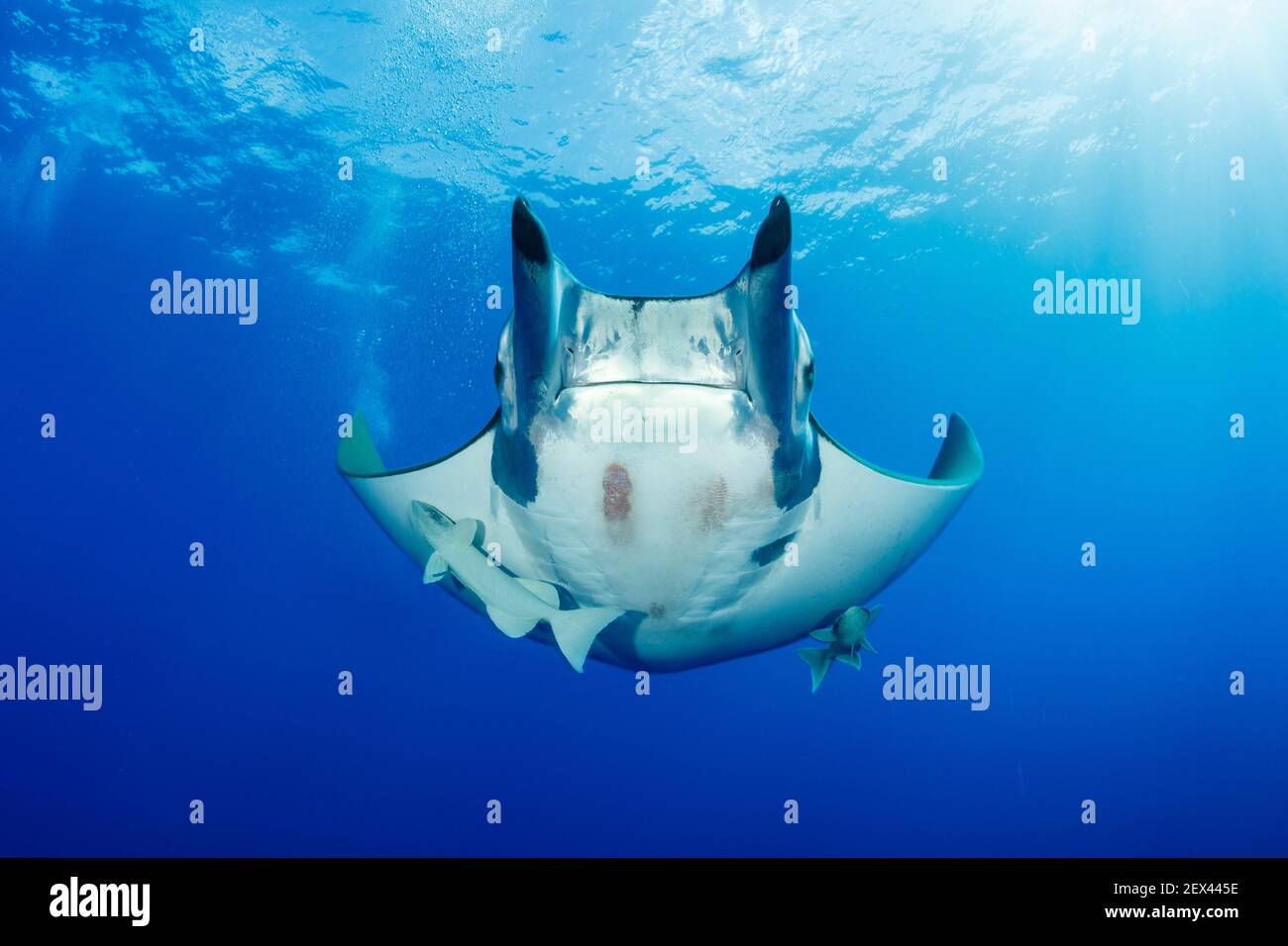 Sicklefin Mantas (Mobula tarapacana), Ambrosio dive site, Santa Maria ...