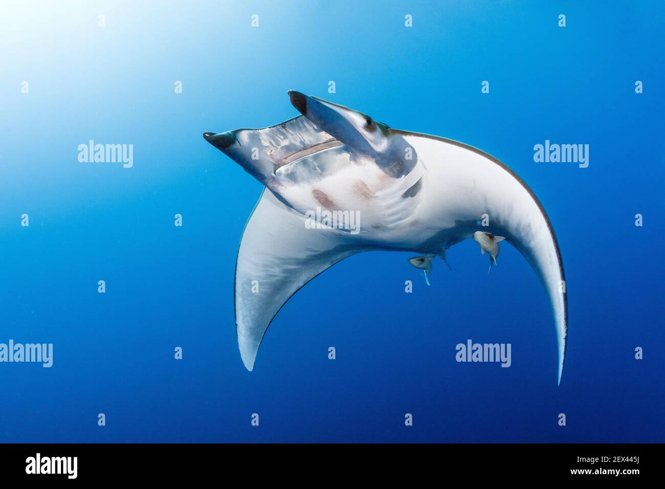 Sicklefin Mantas (Mobula tarapacana), Ambrosio dive site, Santa Maria ...