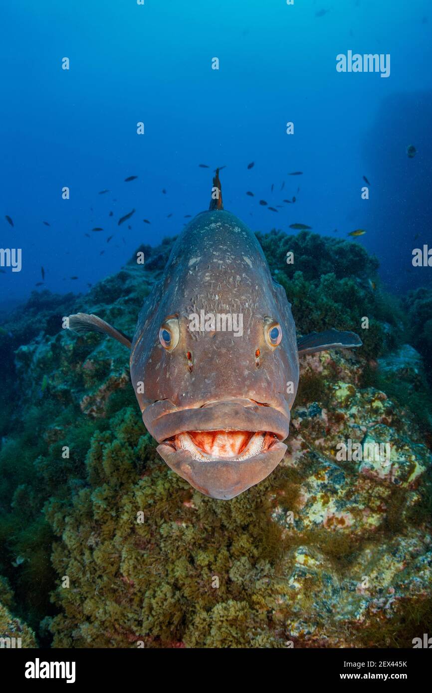 Formigas islet dive site hi-res stock photography and images - Alamy