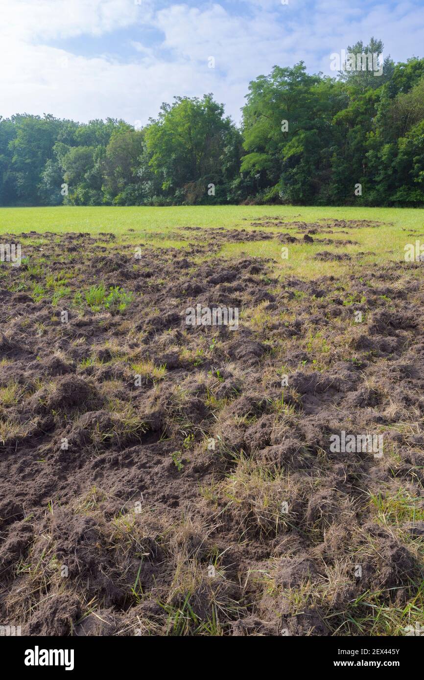 Game damage from wild boars on meadow, Germany, Europe Stock Photo - Alamy