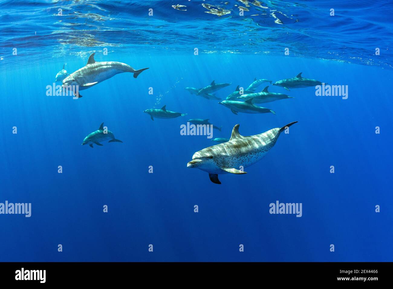 Atlantic spotted dolphins (Stenella frontalis), Formigas Islet dive ...