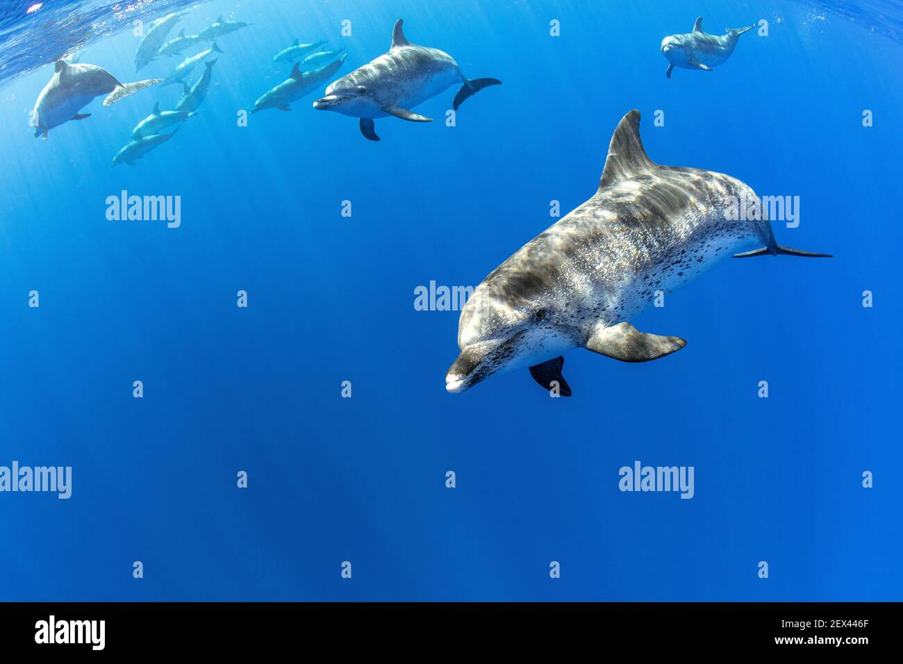 Atlantic spotted dolphins (Stenella frontalis), Formigas Islet dive ...