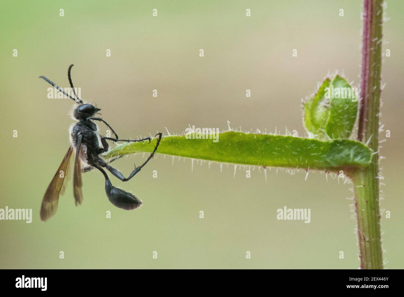 Grass-carrying Wasp (Isodontia mexicana) on leaf, Lorraine, France ...
