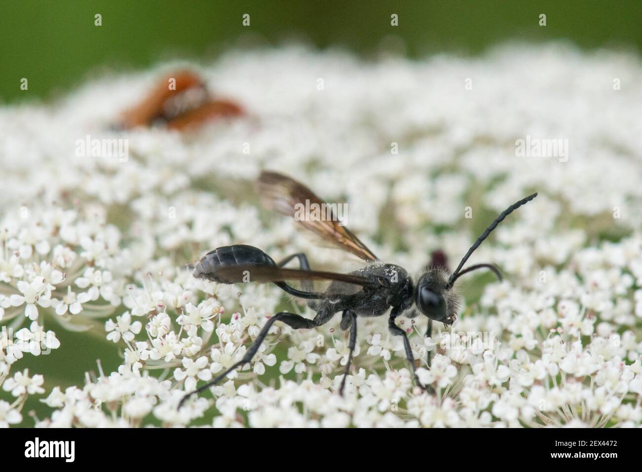 Grass-carrying Wasp (Isodontia mexicana) on flowers, Lorraine, France ...