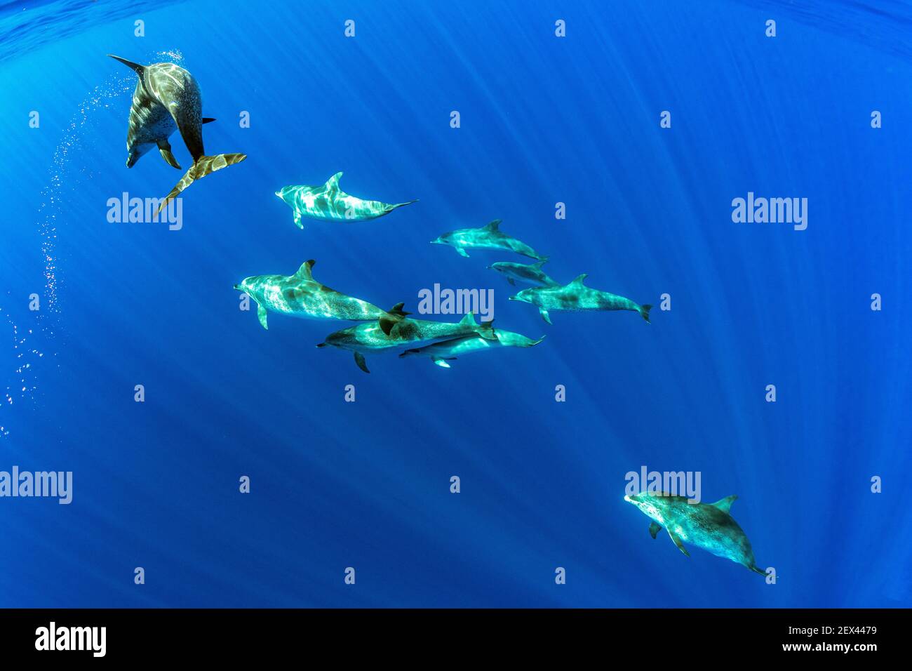 Atlantic spotted dolphins (Stenella frontalis), Formigas Islet dive ...