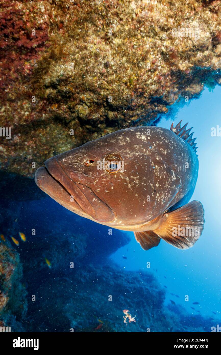 Formigas islet dive site hi-res stock photography and images - Alamy