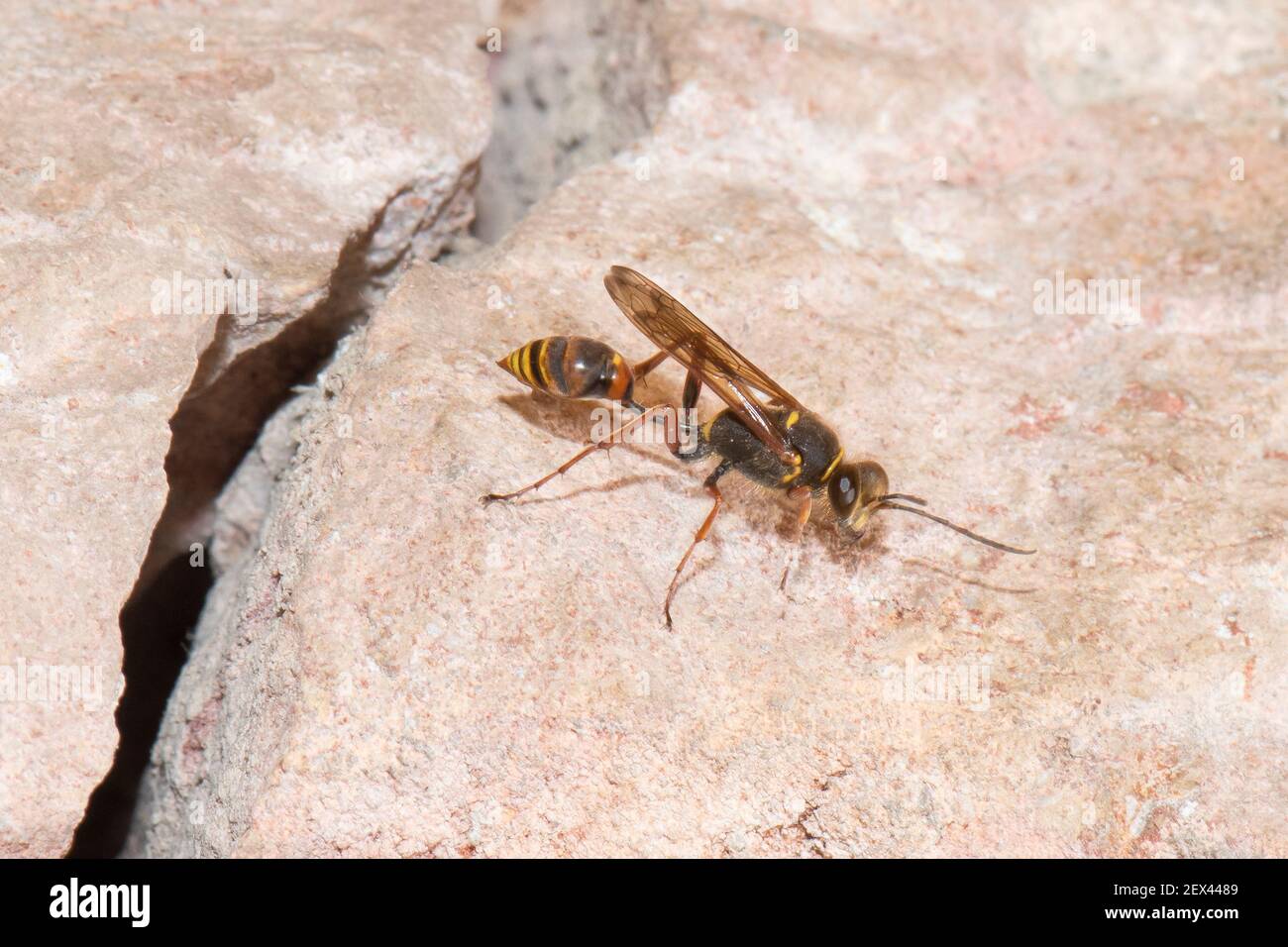 Asian mud dauber wasp sceliphron curvatum hi-res stock photography and images - Alamy