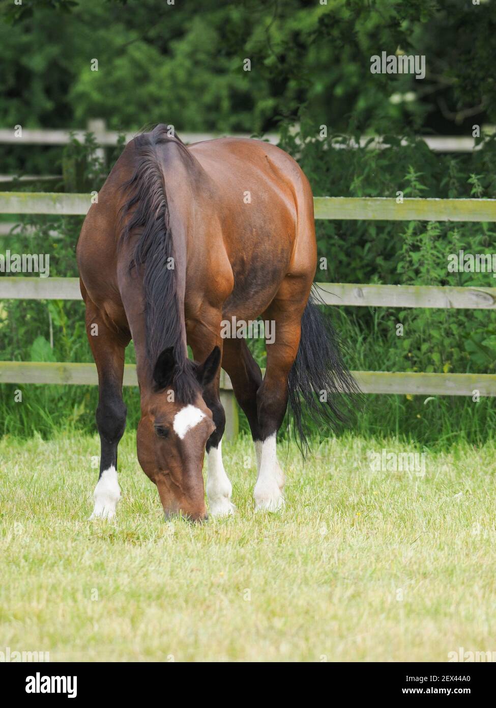 A pretty bay horse grazes in a summer paddock Stock Photo - Alamy