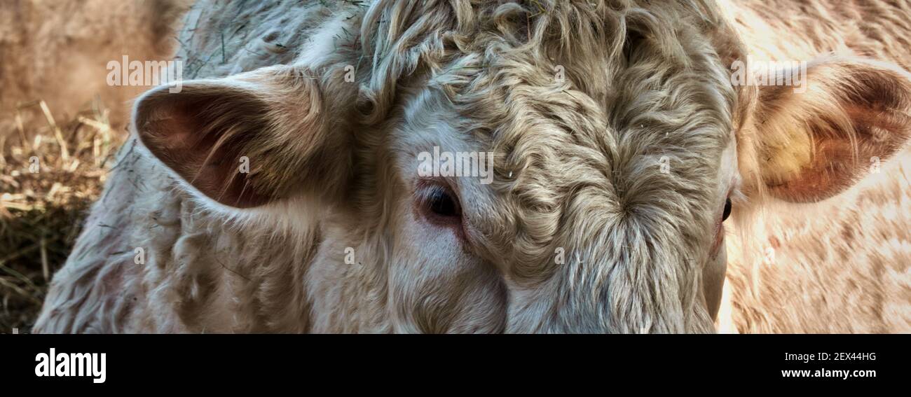 Curly cow hi-res stock photography and images - Alamy
