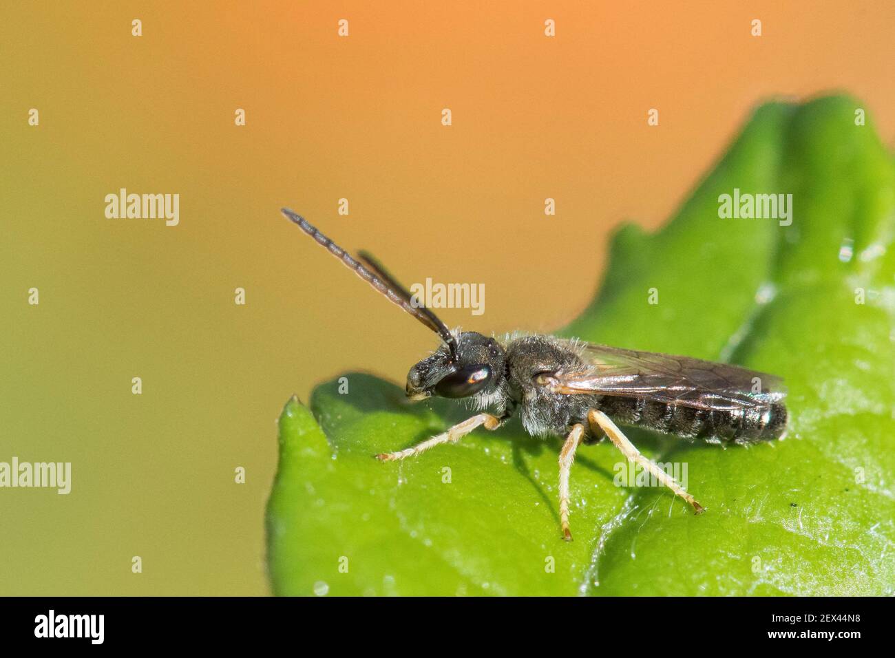 Bronze Bee High Resolution Stock Photography and Images - Alamy
