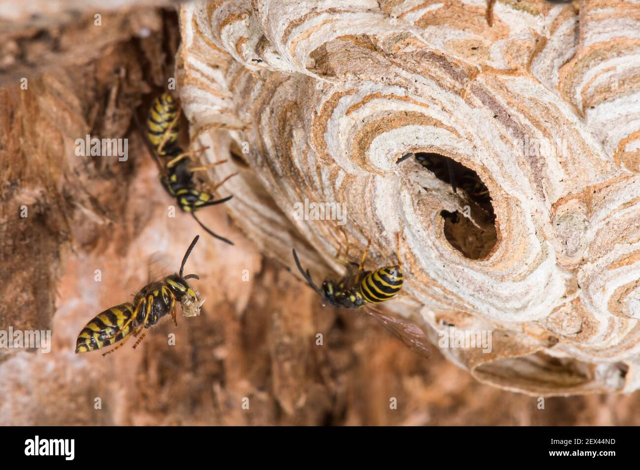 Common wasps (Vespula vulgaris) on their nest, Burgundy, France Stock ...