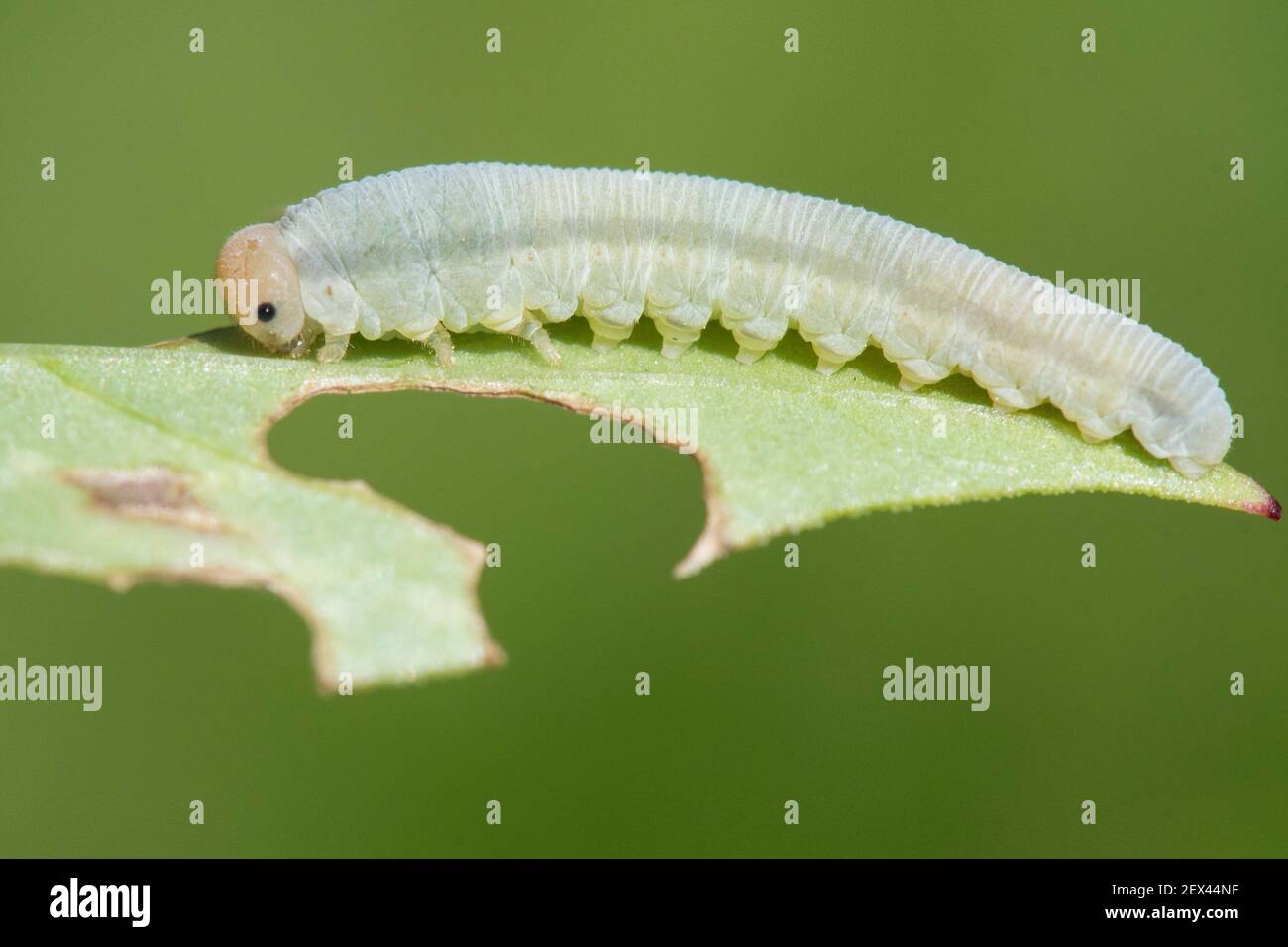 Symphyta sp larvae or caterpillars feeding on leaf hi-res stock ...