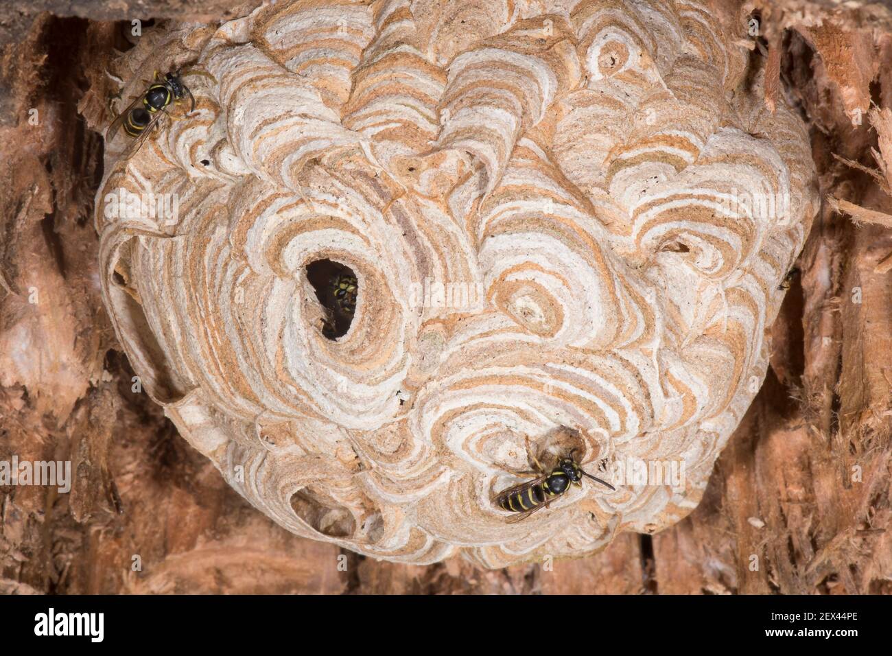 Common Wasp's Nest (Vespula vulgaris), Burgundy, France Stock Photo - Alamy