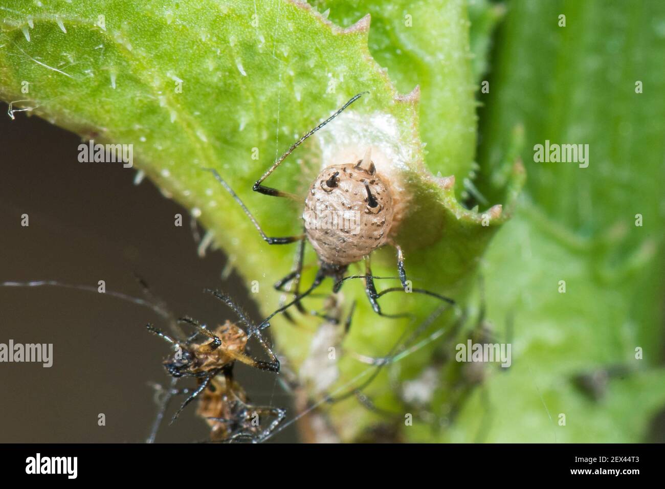 Aphelinus sp hi-res stock photography and images - Alamy