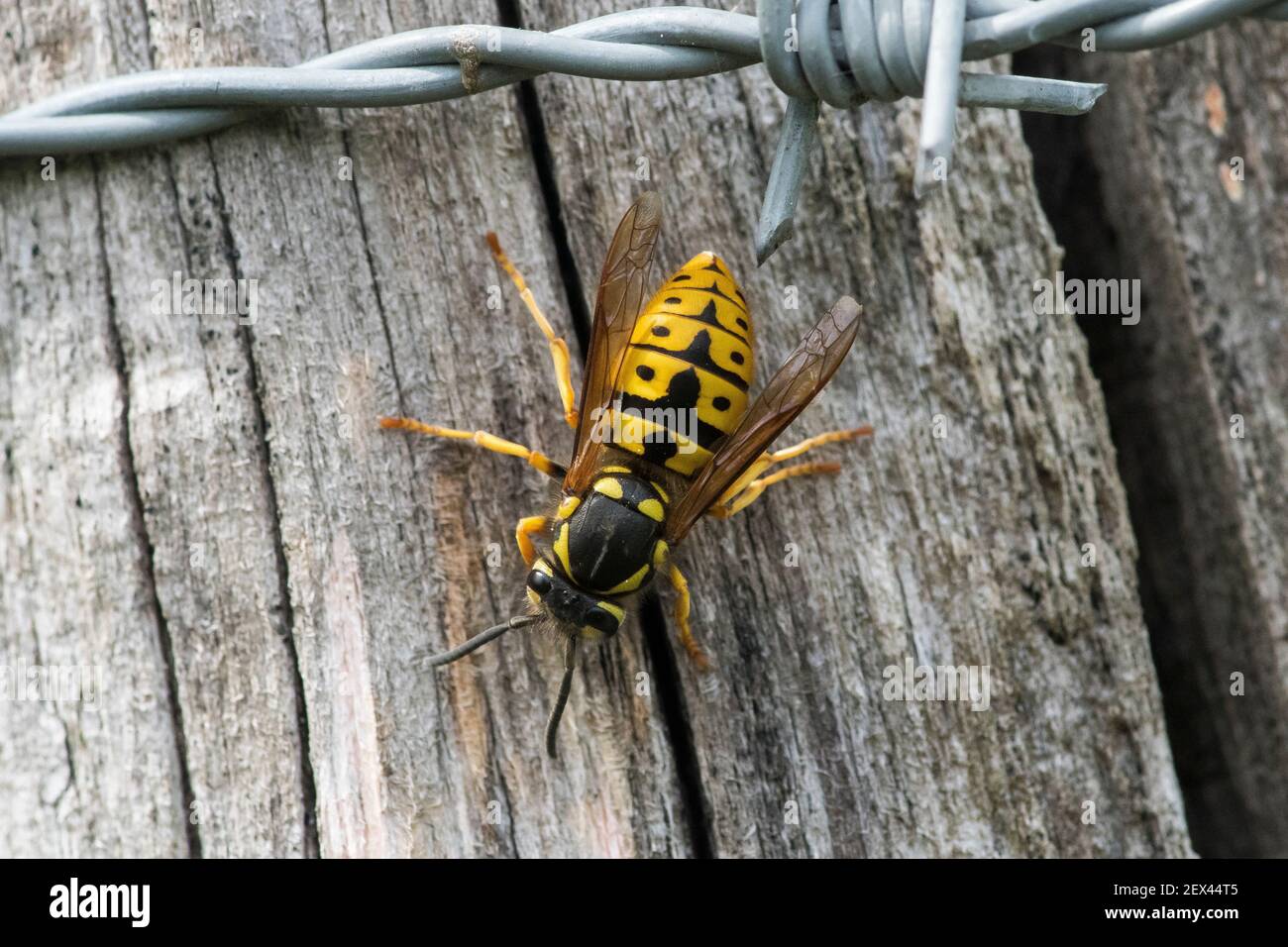 German Yellowjacket (Vespula germanica) founding queen on pole, France ...