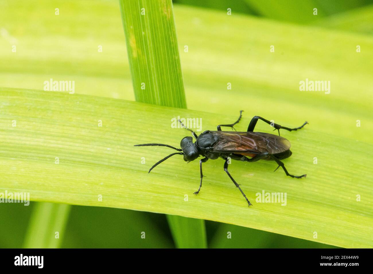 Pepsinae wasp and spider hi-res stock photography and images - Alamy