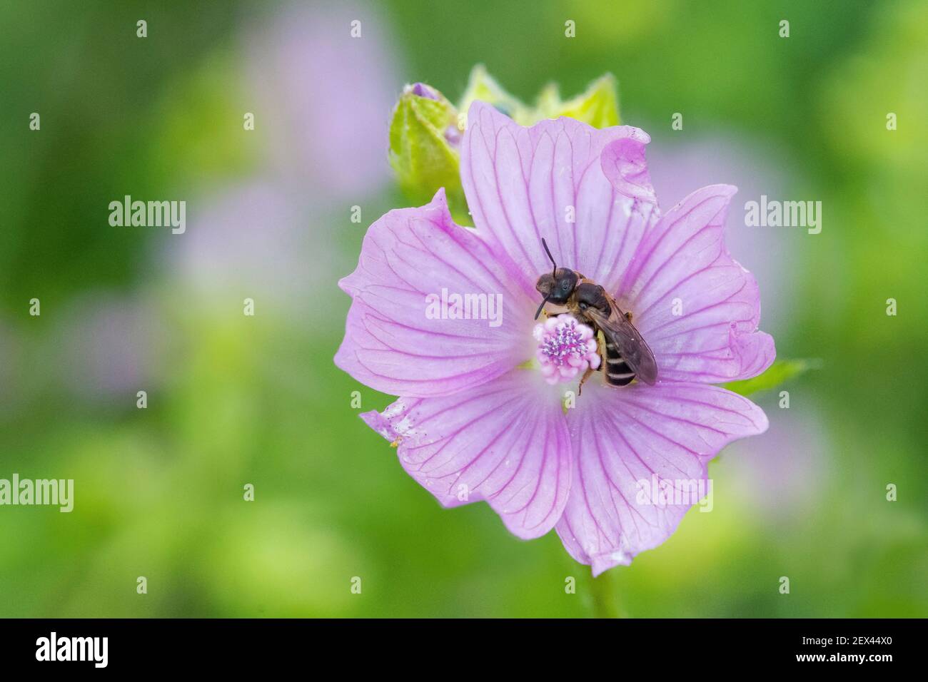 Mining bee (Halictus sp) on Musk mallow (Malva moschata) flower ...