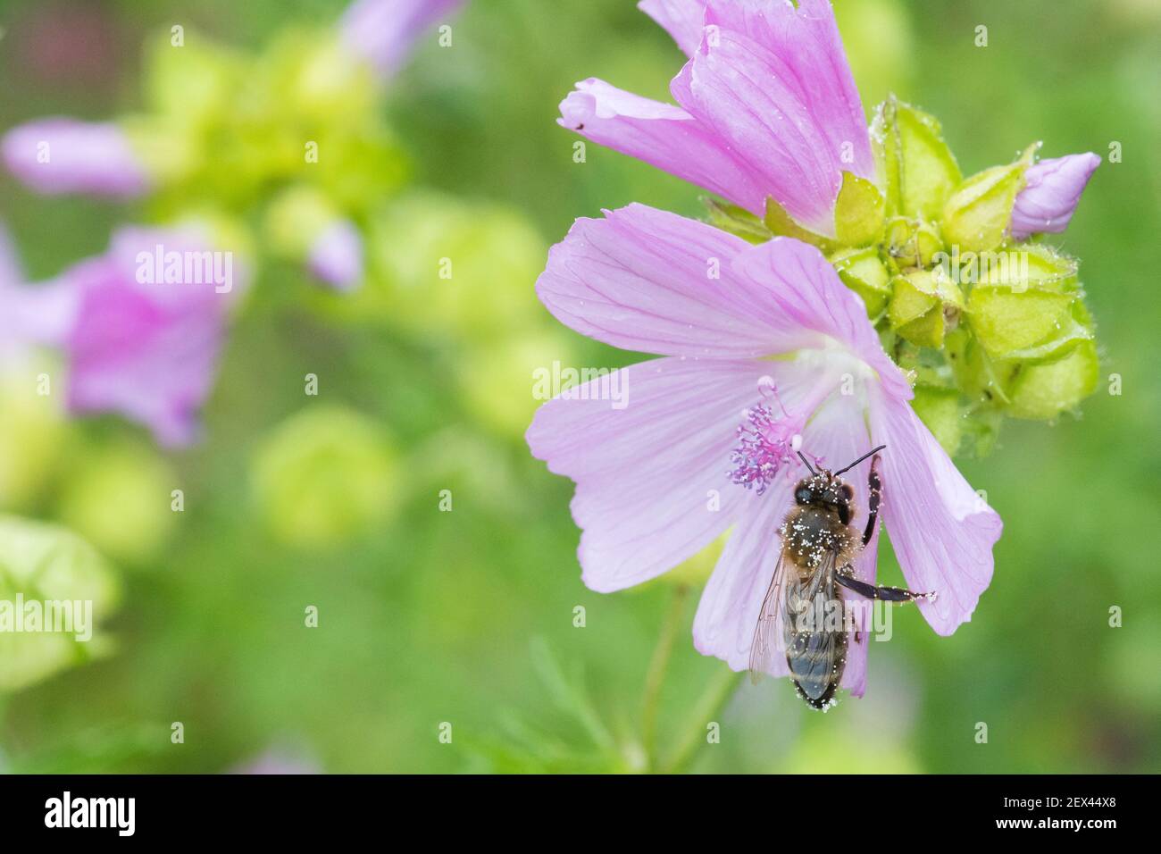 Honey bee (Apis mellifera) covered with pollen on Musk mallow (Malva ...