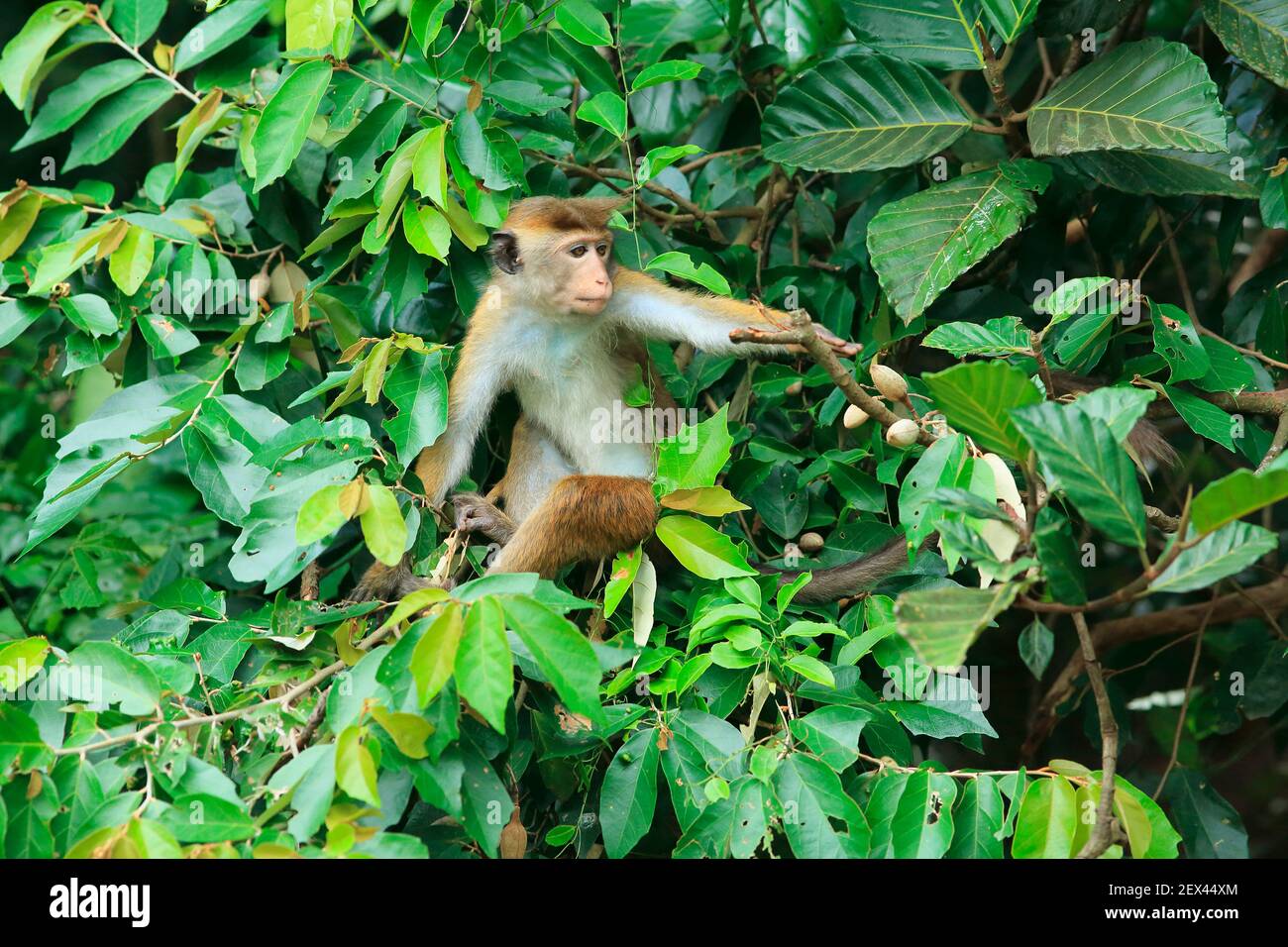 Toque macaque (Macaca sinica) looking for fruits, Sri Lanka Stock Photo ...