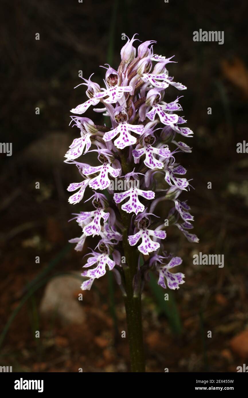 Flower of the milky orchid, Neotinea lactea, Orchis lactea, on Majorca ...