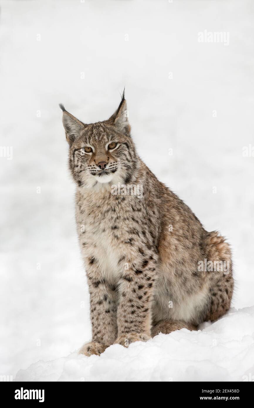 Northern lynx (Lynx lynx lynx), captive, Highland Wildlife Park ...