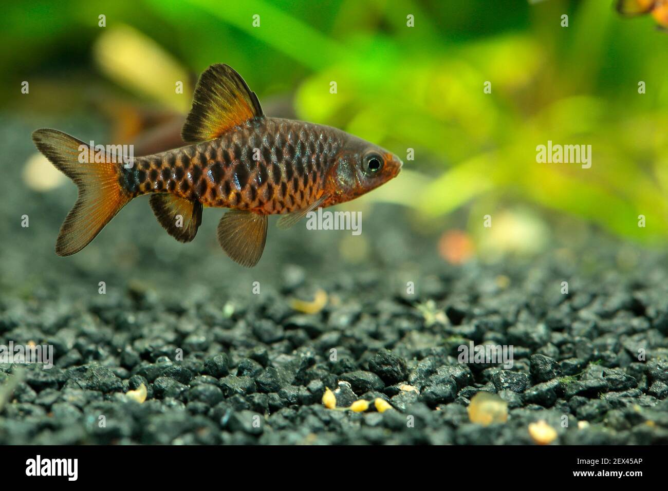 Checkered barb (Oliotius oligolepis) male profil in aquarium Stock ...