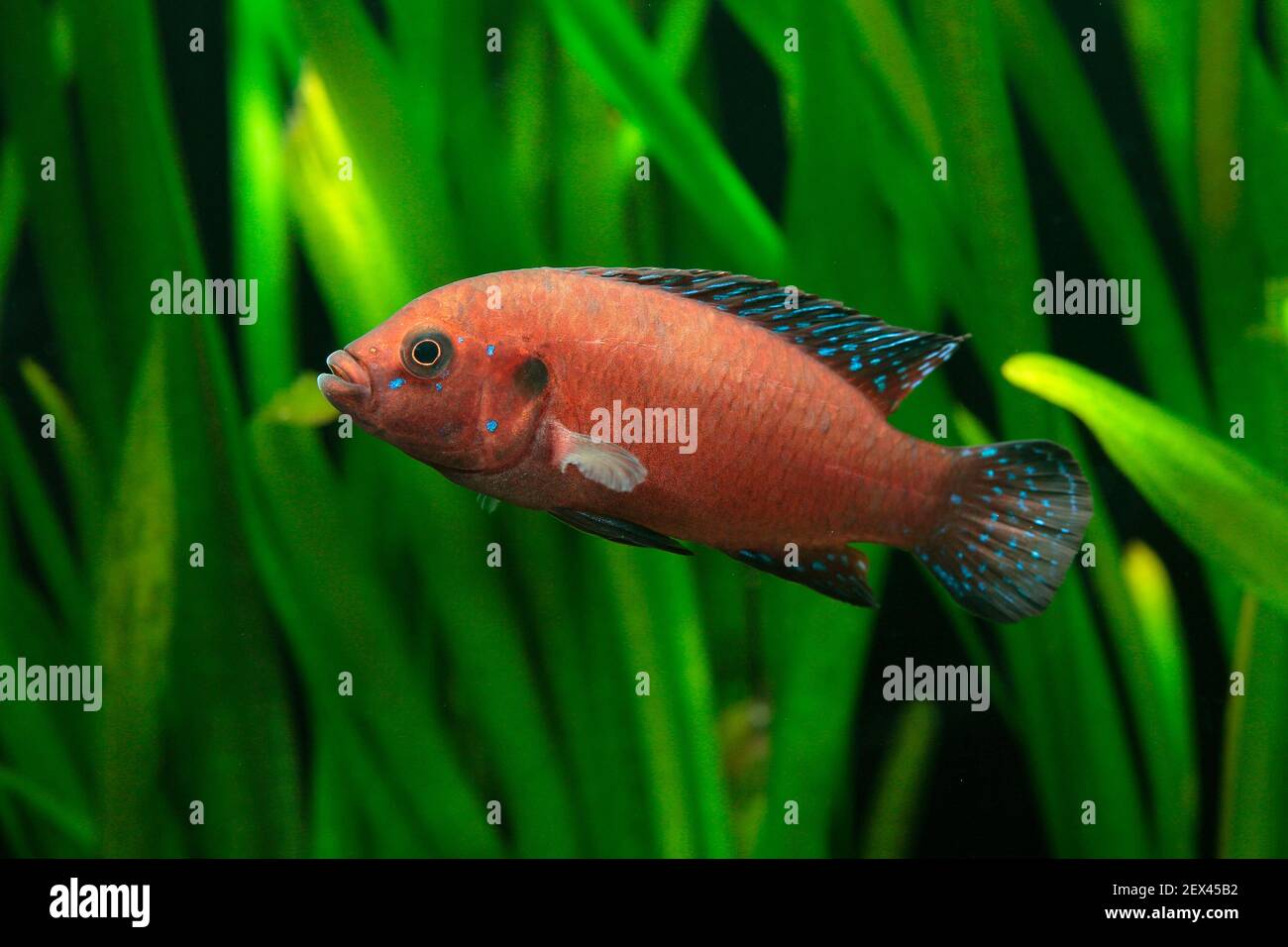 Turkana jewel cichlid (Hemichromis exsul) male in aquarium Stock Photo ...