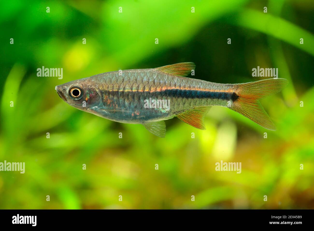 Rasbora hi-res stock photography and images - Alamy